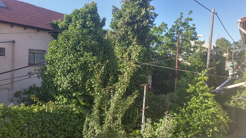 Kiryat HaYovel -on a quiet and sought after street(Borohov)